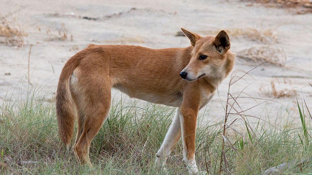 Wilderness Society | Dingoes, your need-to-know questions answered
