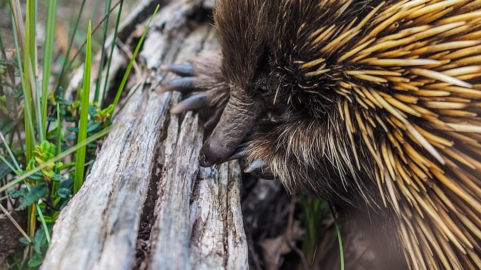 Wilderness Society | 10 endangered Australian animals in need of…