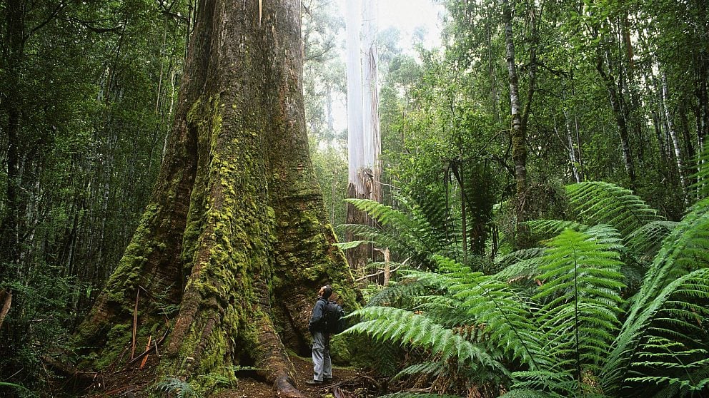 Wilderness Society | Protecting nature and wildlife