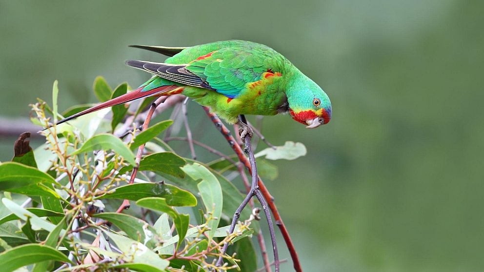 Wilderness Society | Endangered animals and plants