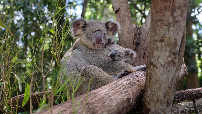 Deforestation | Wilderness Society