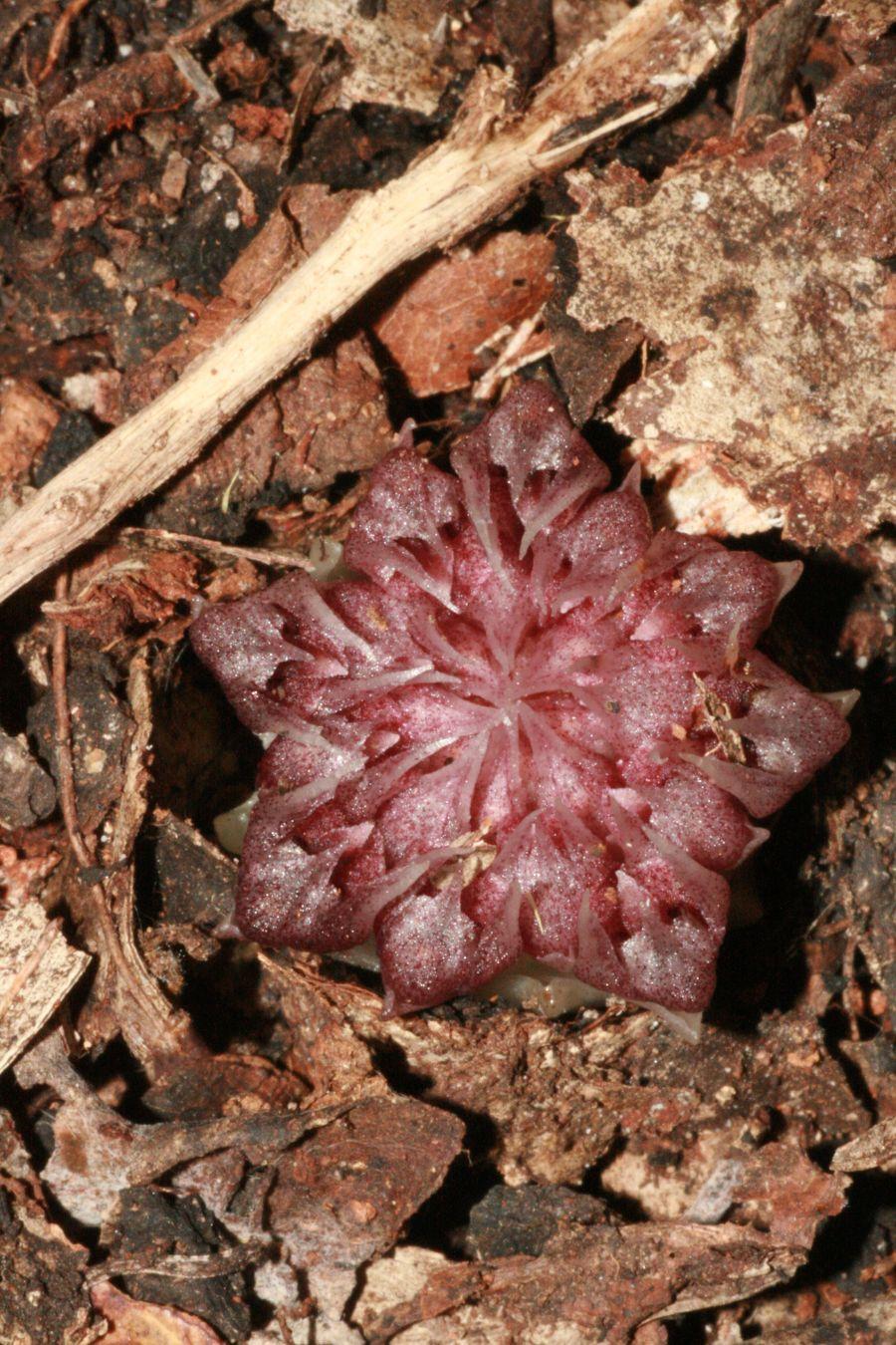 Wilderness Society | Wilderness Journal #005